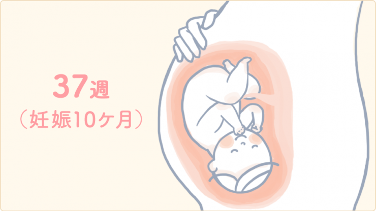 【妊娠37週目】いつ生まれてもおかしくない「正期産」の時期に。子宮口はどんな状態？ 生理のことから妊娠・出産・育児まで。女性のための情報